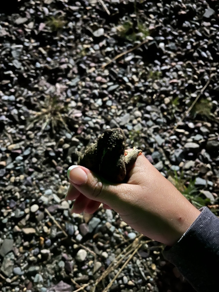 Western Toad from Glacier National Park, East Glacier Park, MT, US on ...