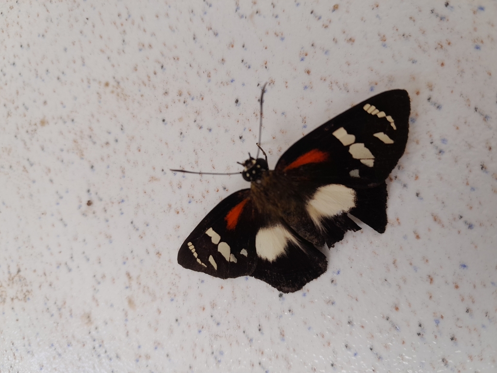 Entheus priassus from Sooretama - ES, 29927-000, Brasil on September 18 ...