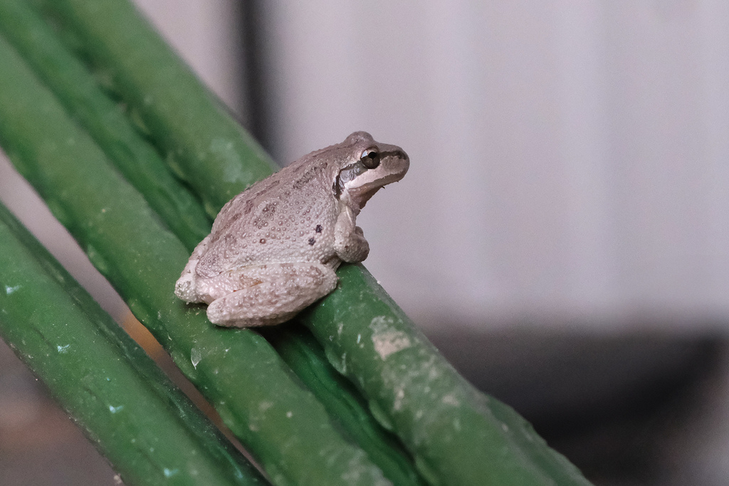 Sierran Tree Frog from Eagle, ID, USA on September 18, 2023 at 07:38 PM ...