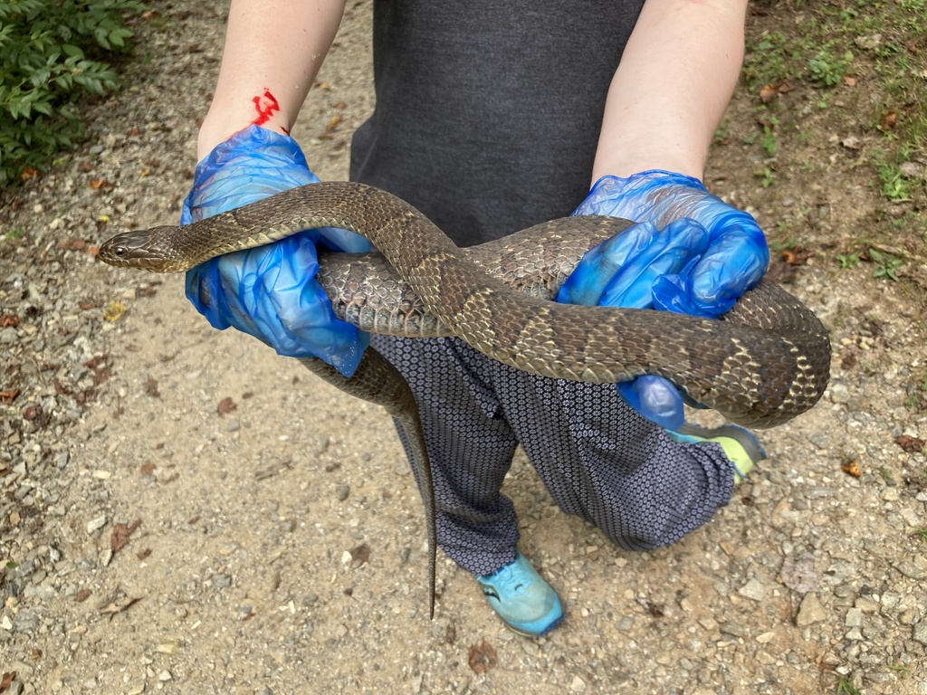 Common Watersnake from Pisgah National Forest, Candler, NC, US on ...