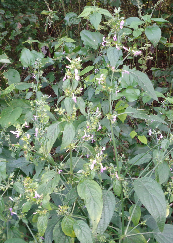 False Mint from Arnette Park on September 18, 2023 by michaelpmorales ...