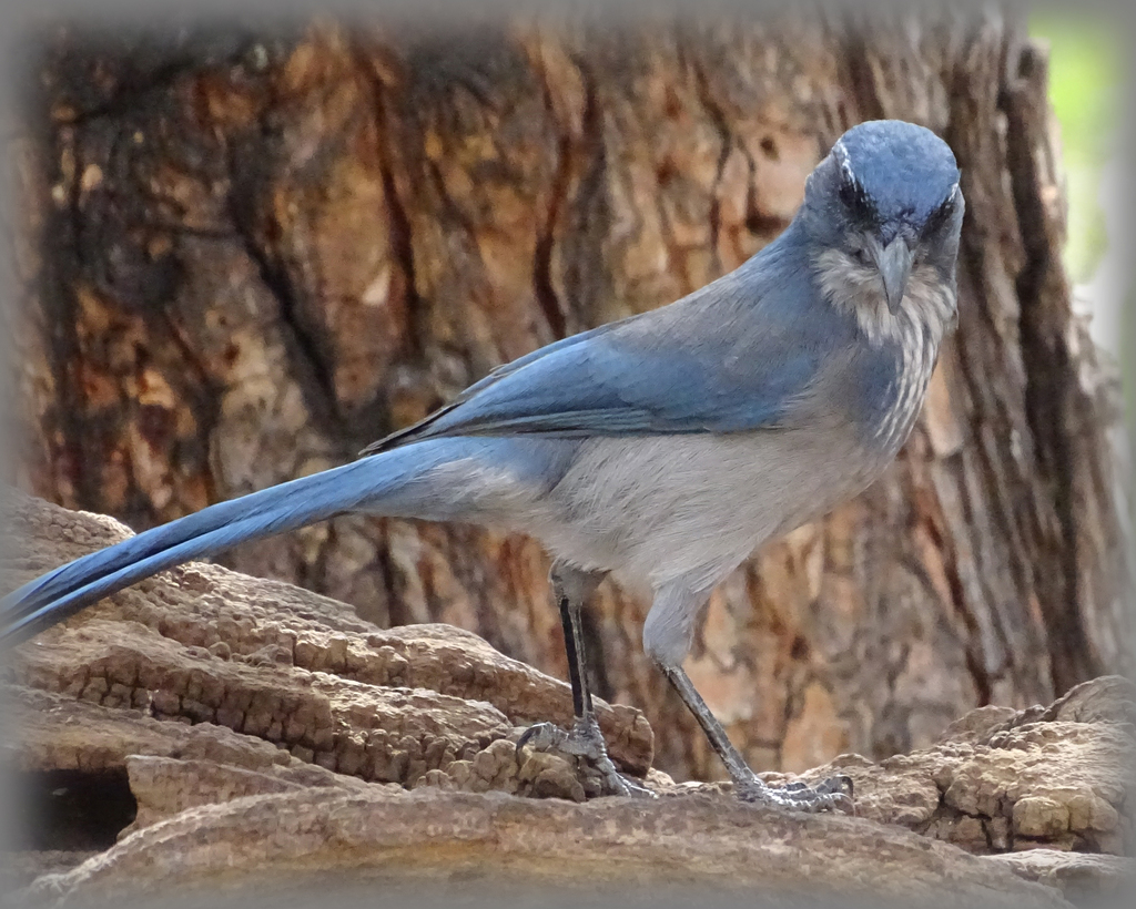 Woodhouse's Scrub-Jay from Cochise County, AZ, USA on September 16 ...