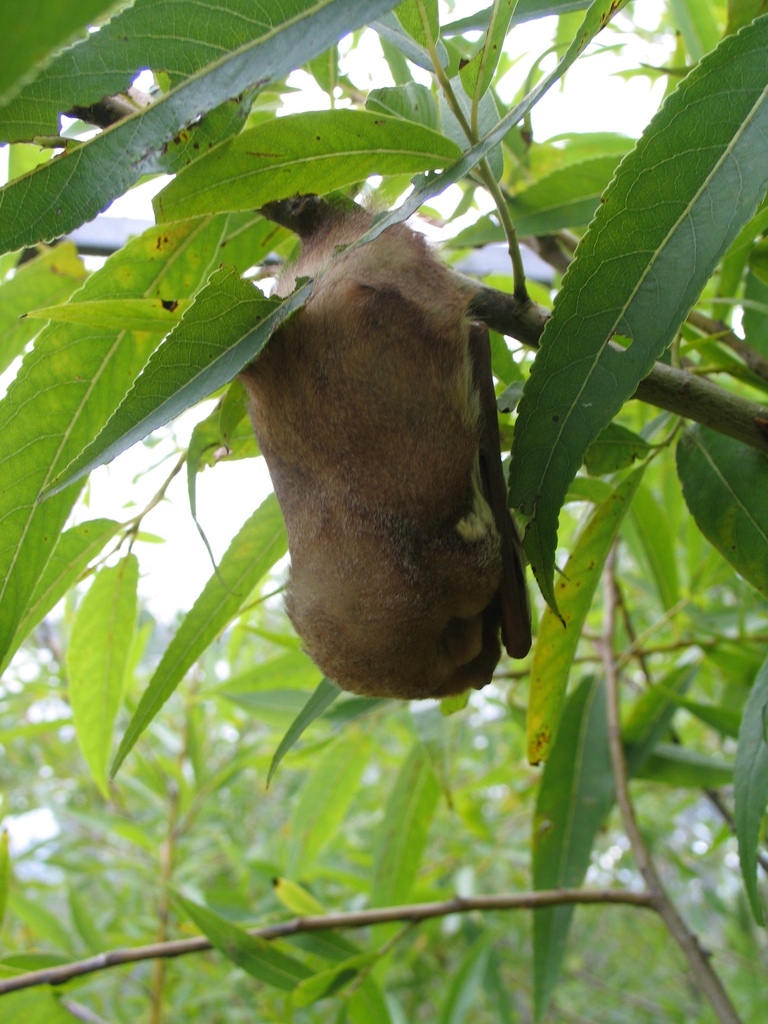Eastern Red Bat from Norfolk County, ON, Canada on August 30, 2009 at ...