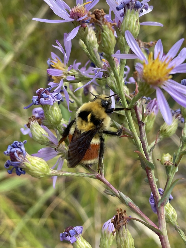 Hunt's Bumble Bee from Lindsay-West, Boulder, CO, US on September 18 ...