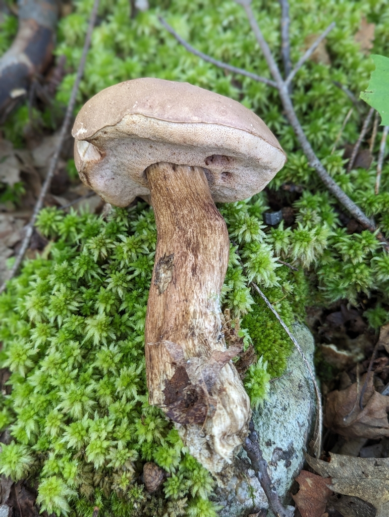 Bitter Bolete from Kerhonkson, NY 12446, USA on September 16, 2023 at ...