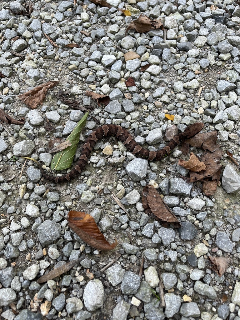 Northern Cottonmouth from Shawnee National Forest, Wolf Lake, IL, US on ...
