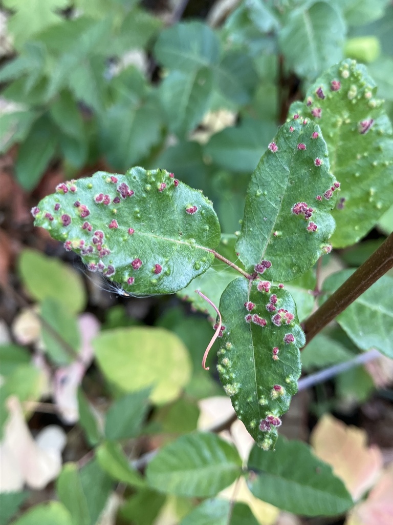 Poison Ivy Leaf Mite from Columbia River Gorge National Scenic Area ...