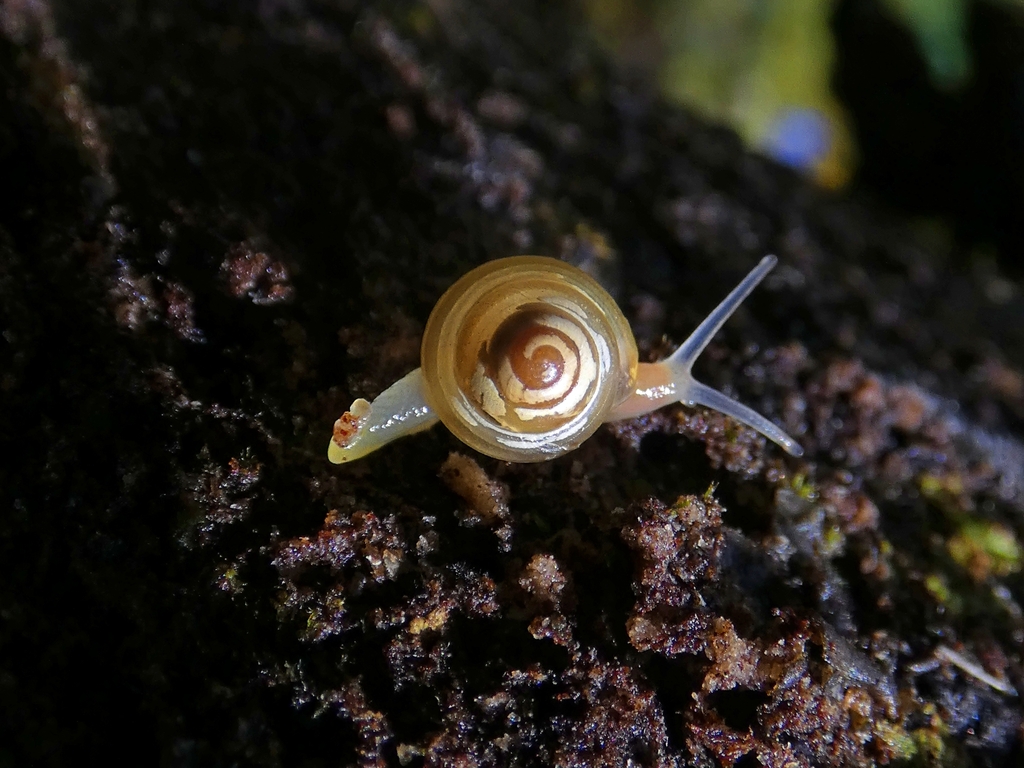 Pampin's Beehive Snail from Candlenut on September 19, 2023 at 01:36 PM ...