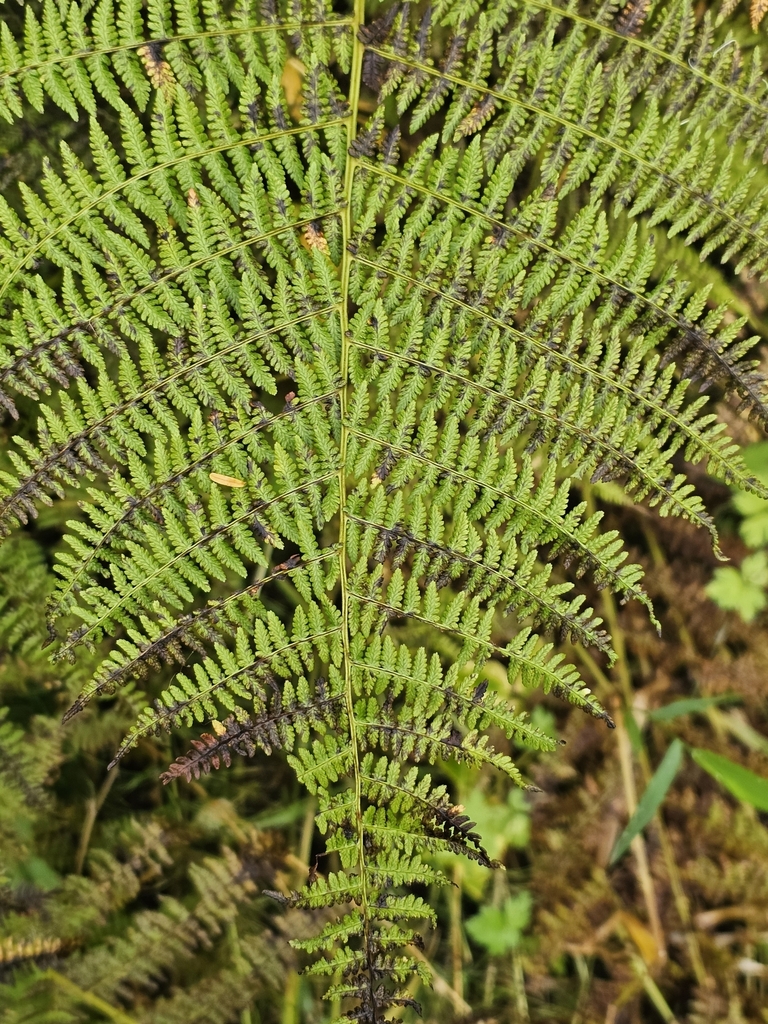 lady fern from Mendenhall Loop Road and Chelsea Court, Juneau, AK 99801 ...