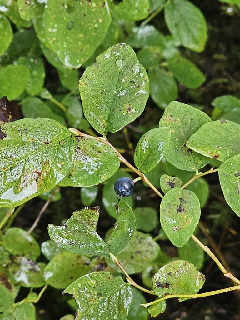 Alaska Blueberry from Juneau, AK 99801, USA on September 18, 2023 at 02 ...