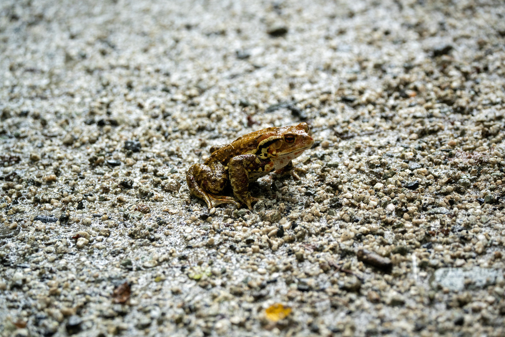 Eastern-Japanese Common Toad from Azumi, Matsumoto, Nagano 390-1520日本 ...