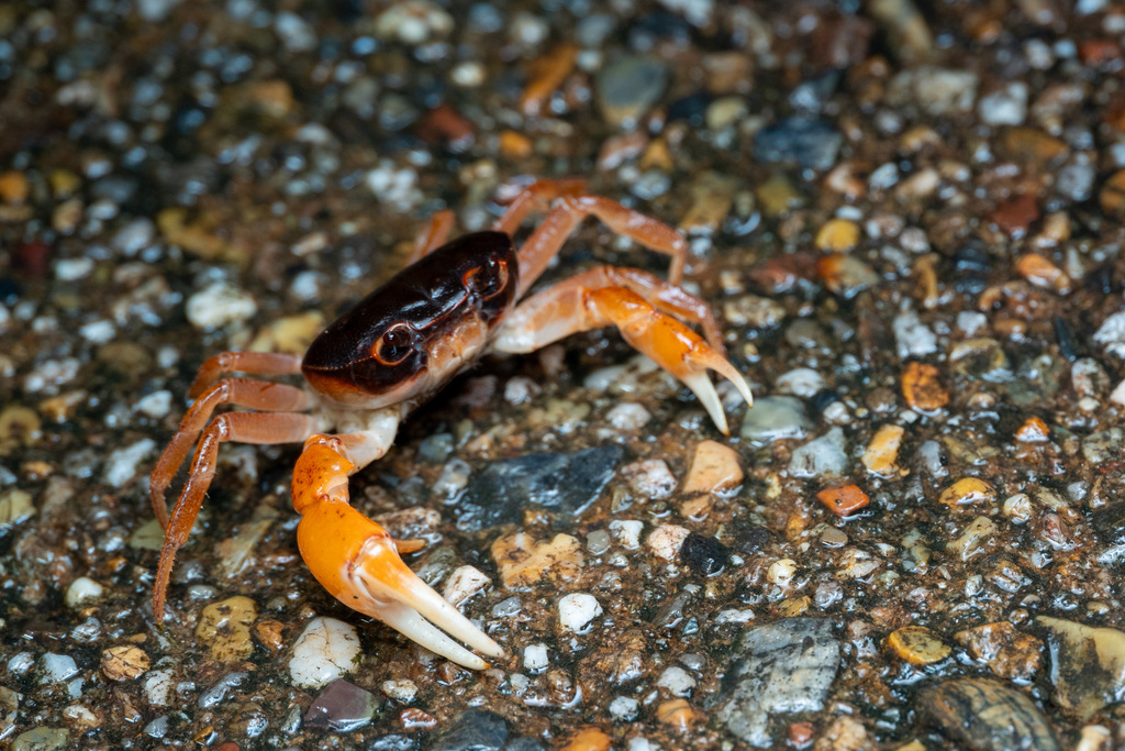 Japanese Freshwater Crab from Minookoen, Minoh, Osaka 562-0002日本 on ...
