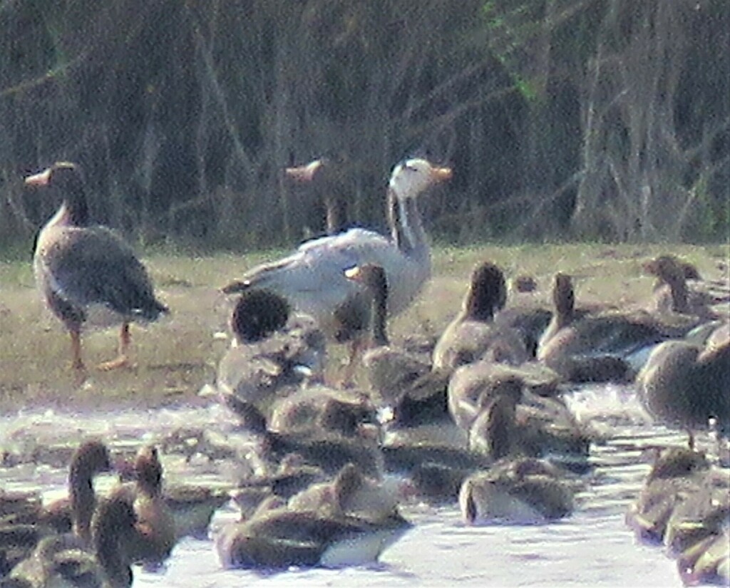 Bar-headed Goose from Haemi-myeon, Seosan-si, Chungcheongnam-do, South ...