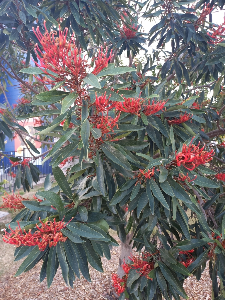 Embothrieae from Old Cleveland Rd at Macauly Street, stop 22, Coorparoo ...