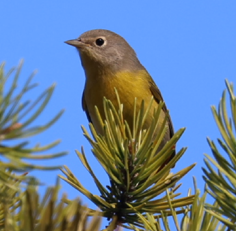 Nashville Warbler from 3550 N Lake Shore Dr, Chicago, IL 60613 on ...