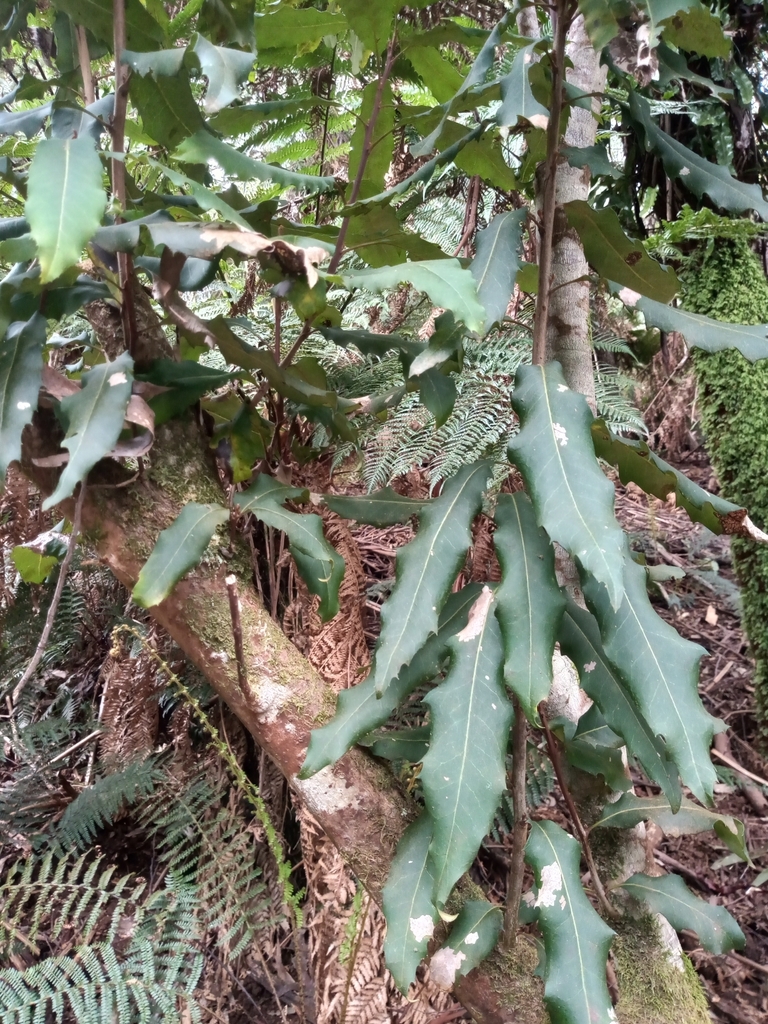 tree lomatia from Sherbrooke VIC 3789, Australia on September 19, 2023 ...