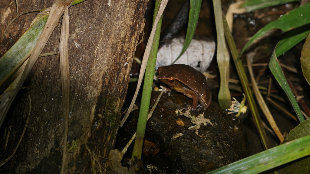 Bornean Sticky Frog from Sepauhan Jaya, Tumbang Titi, Ketapang Regency ...
