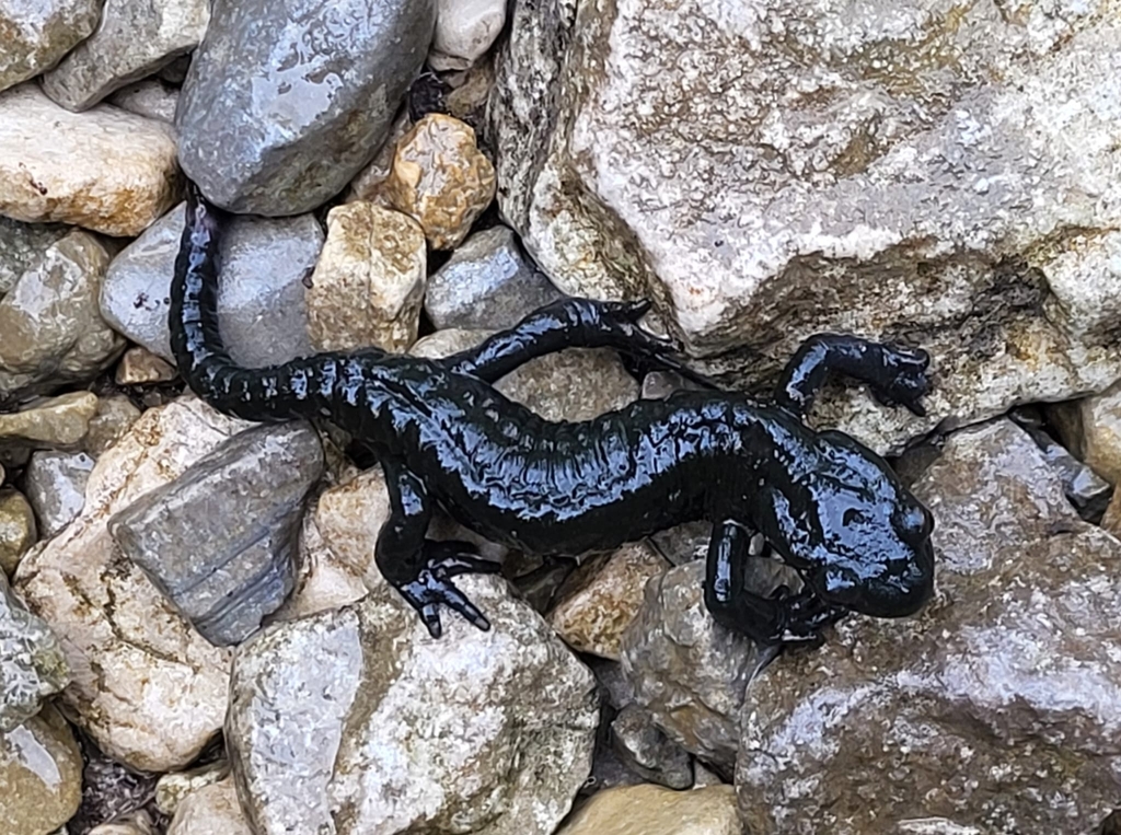 Alpine Salamander from 82481 Mittenwald, Deutschland on August 9, 2023 ...