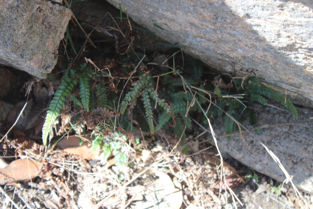 Rough Maidenhair Fern from Crows Nest QLD 4355, Australia on September ...