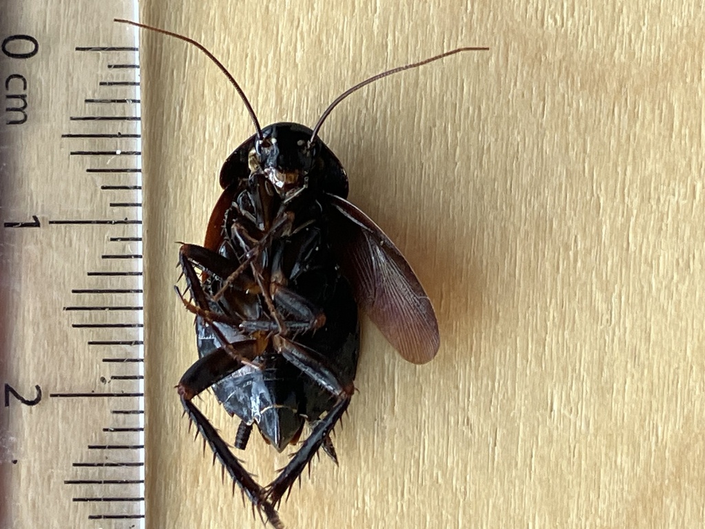 Japanese Cockroach from Hanazonocho 4-Chōme, Misawa, Aomori, JP on ...