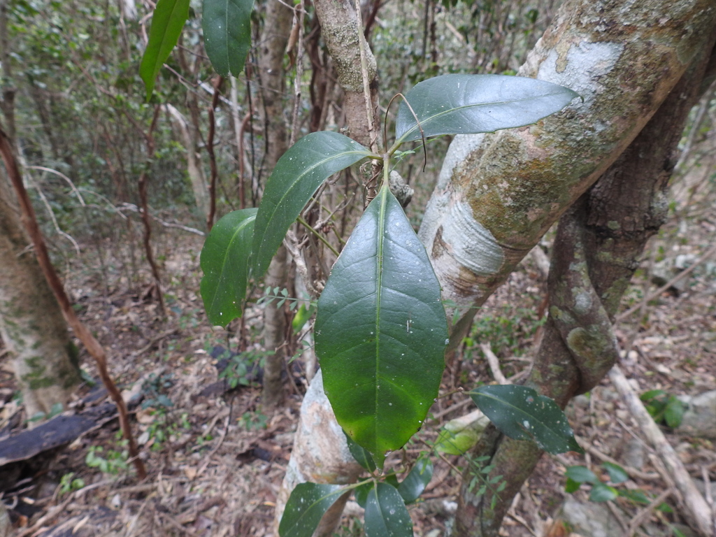 Native Grape from Bauple QLD 4650, Australia on September 19, 2023 at ...