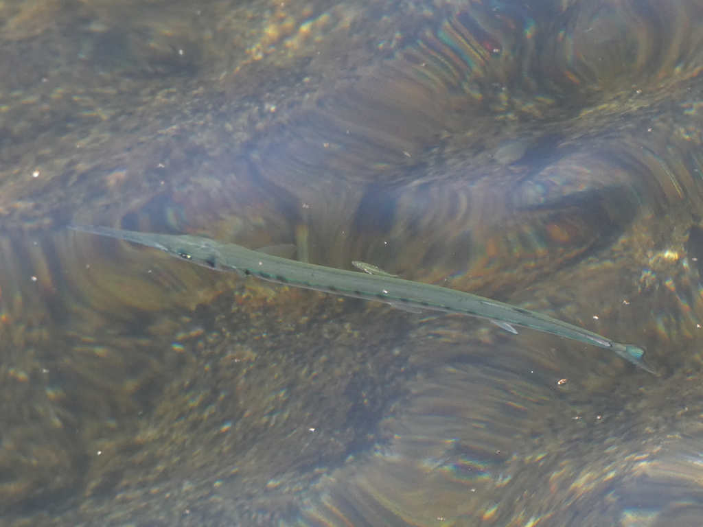 Crocodile Needlefish from Hilo, HI 96720, USA on September 18, 2023 at ...