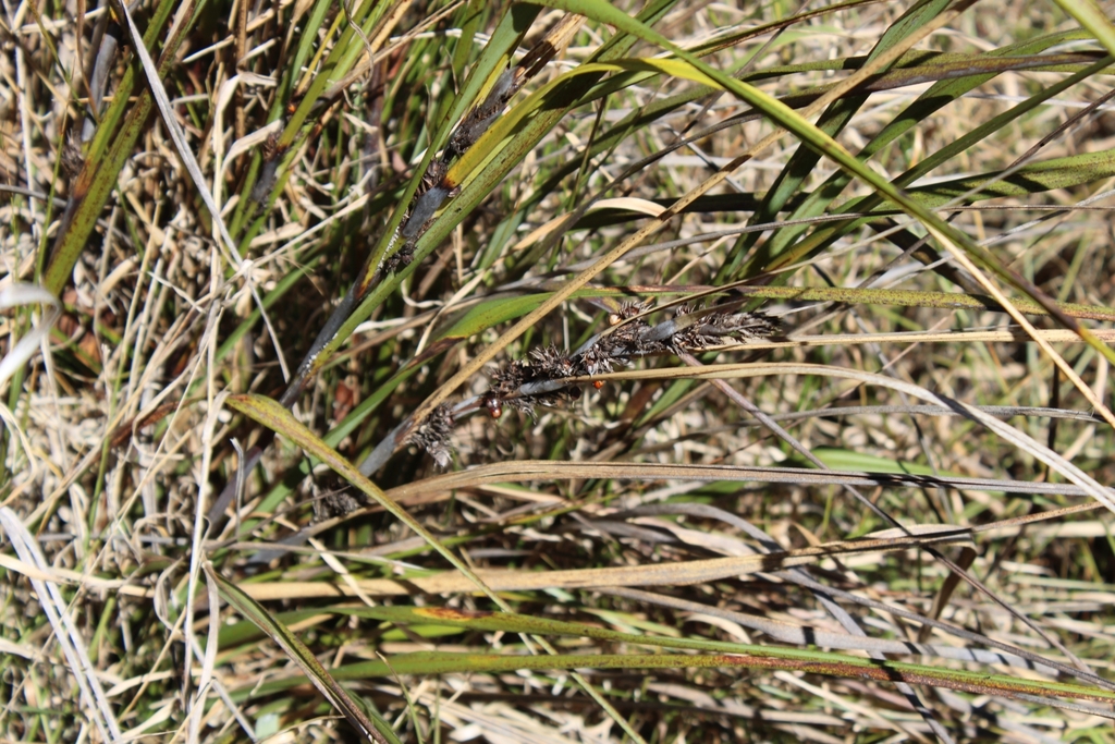 Red-berried Saw-sedge from Geham QLD 4352, Australia on September 19 ...