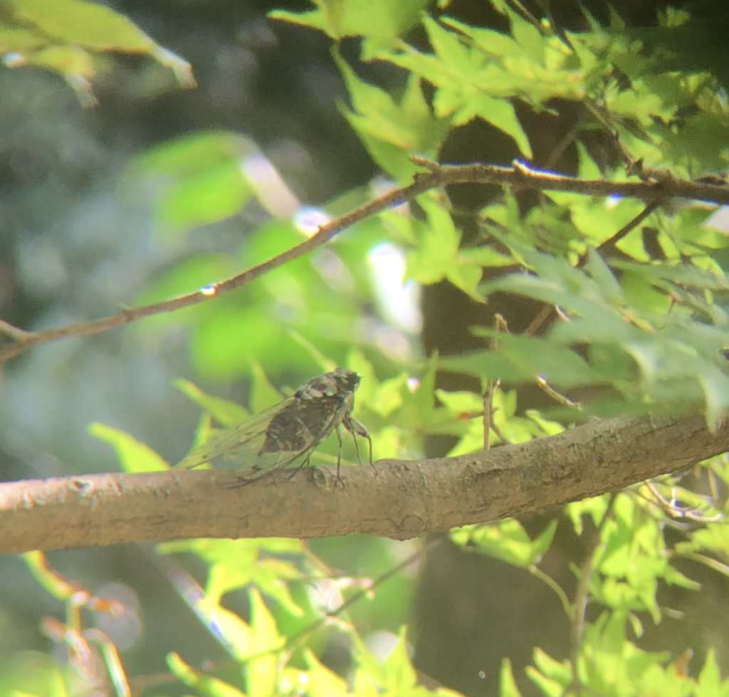Robust Cicada from Otagi Nembutsu-ji Temple, Ukyo, Kyoto, Kyoto, JP on ...