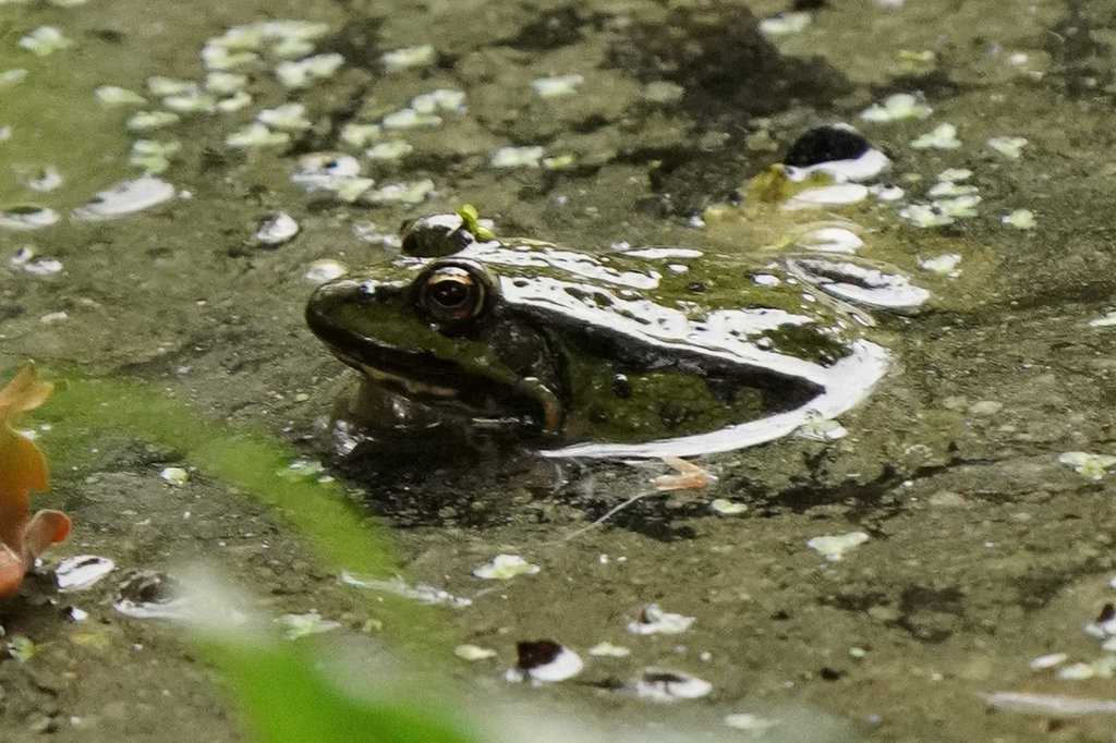 Water Frogs from Wabe-Schunter-Beberbach, Braunschweig, Germany on ...