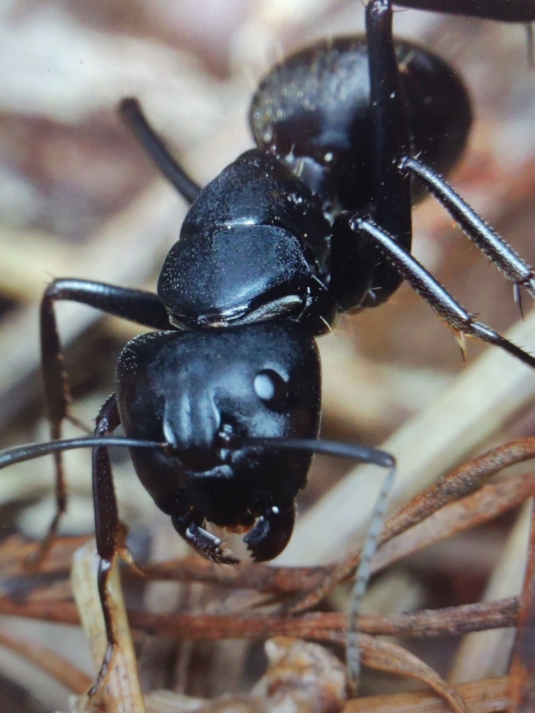 Japanese Carpenter Ant from 浙江省宁波市鄞州区甬兴西路中河派出所 on September 19, 2023 at ...