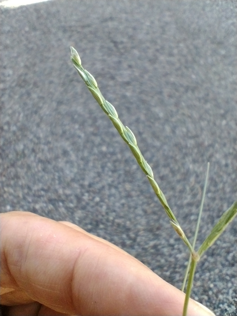 Tropical Finger-grass from Cimitero, Bergamo BG, Italia on September 19 ...
