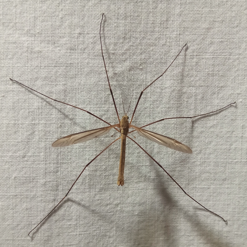 European Crane Fly in September 2023 by severinus · iNaturalist