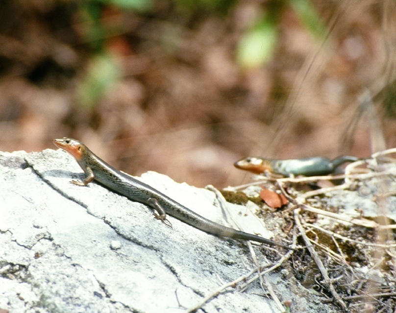 Bermuda Rock Lizard in August 1994 by hugh_griffith · iNaturalist