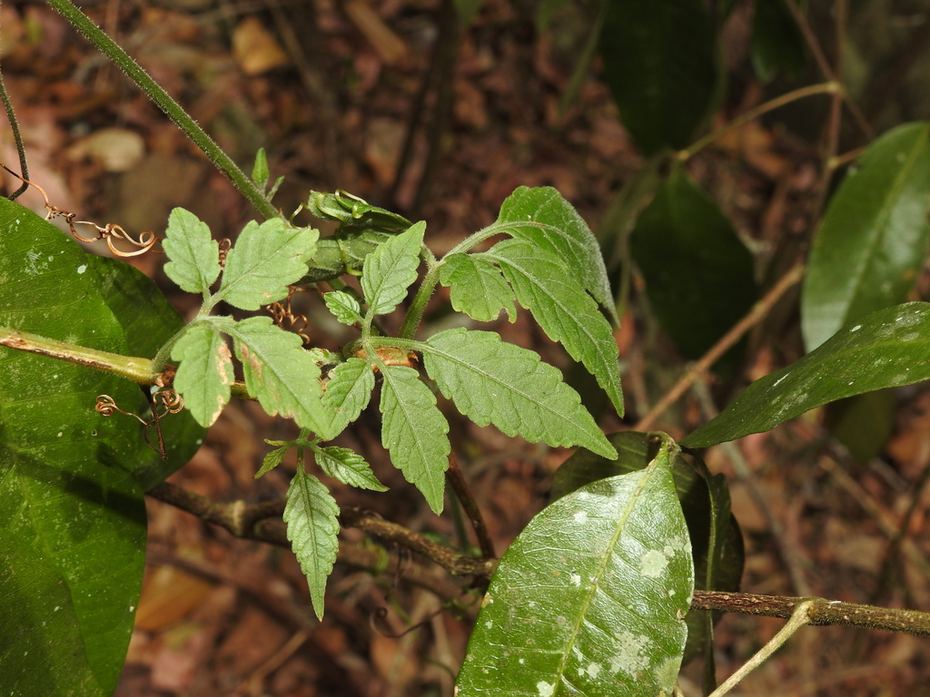 Slender Grape from Bauple QLD 4650, Australia on September 19, 2023 at ...