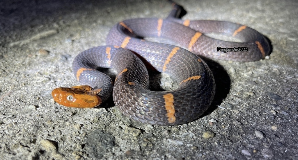 White-headed Burmese Viper from 奉化区, 宁波市, 浙江省, CN on September 10, 2023 ...