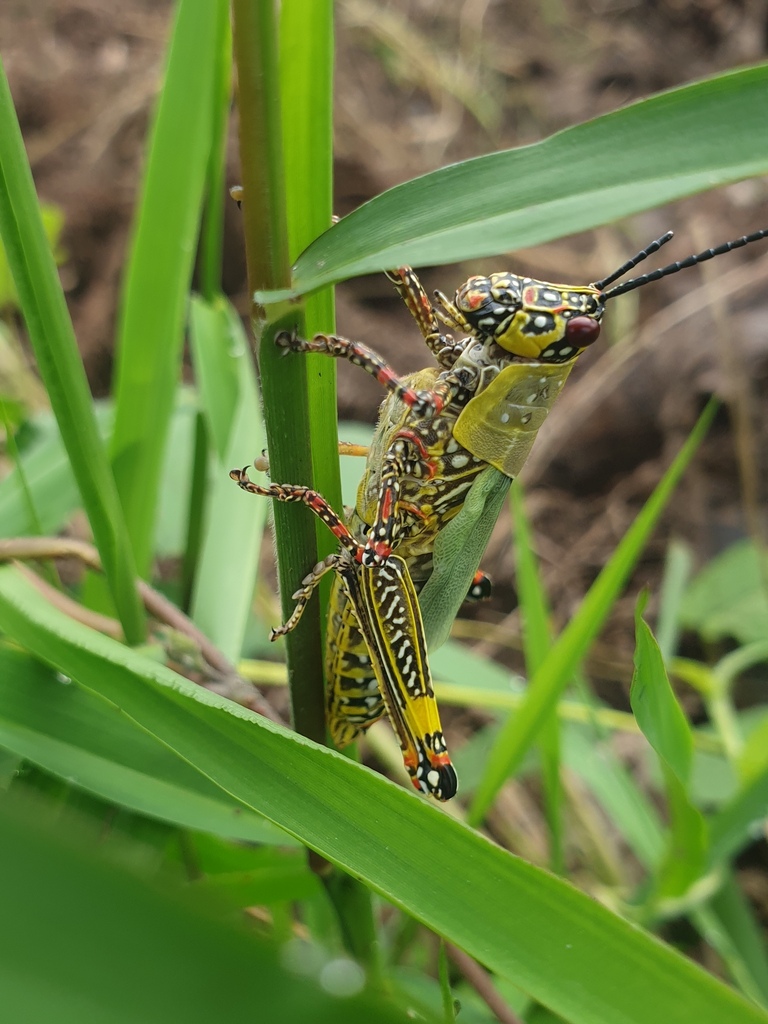 Variegated grasshopper from Bonou, Bénin on September 7, 2023 at 09:58 ...