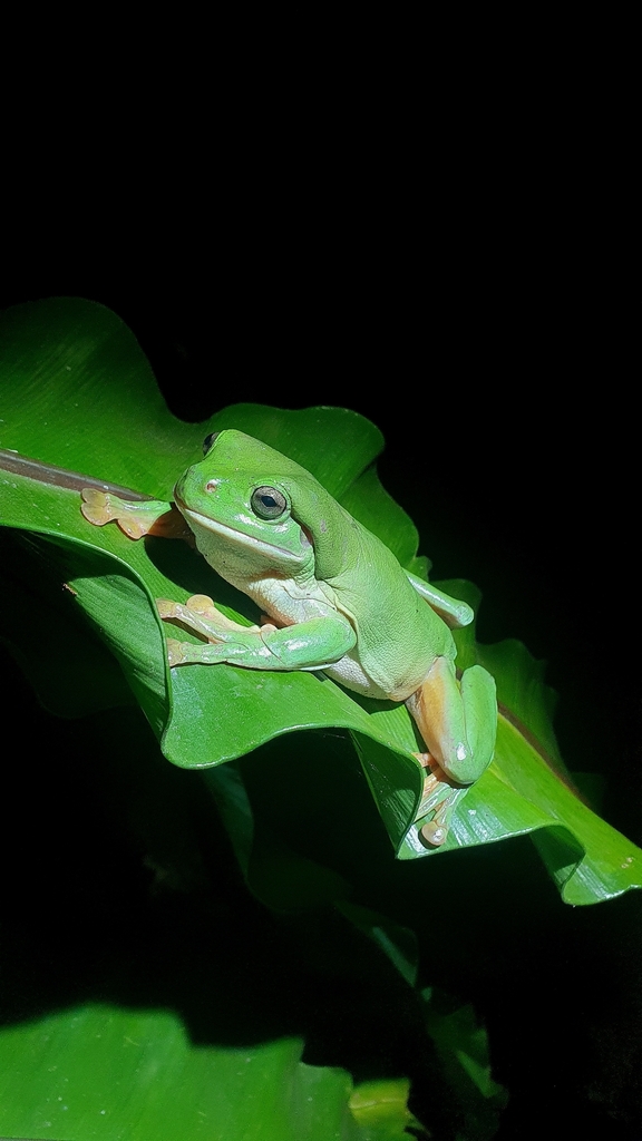 Australian Green Tree Frog from Humpty Doo NT 0836, Australia on ...