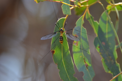Leptotarsus fletcherensis · iNaturalist