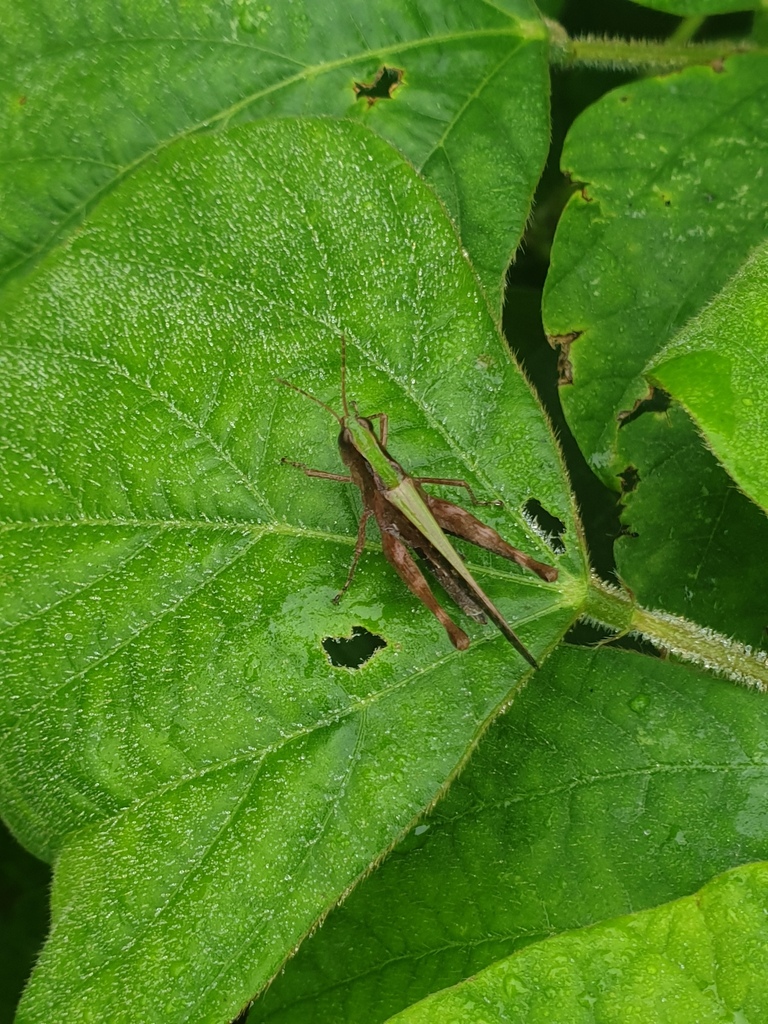 Short-horned Grasshoppers from Bonou, Bénin on September 8, 2023 at 07: ...
