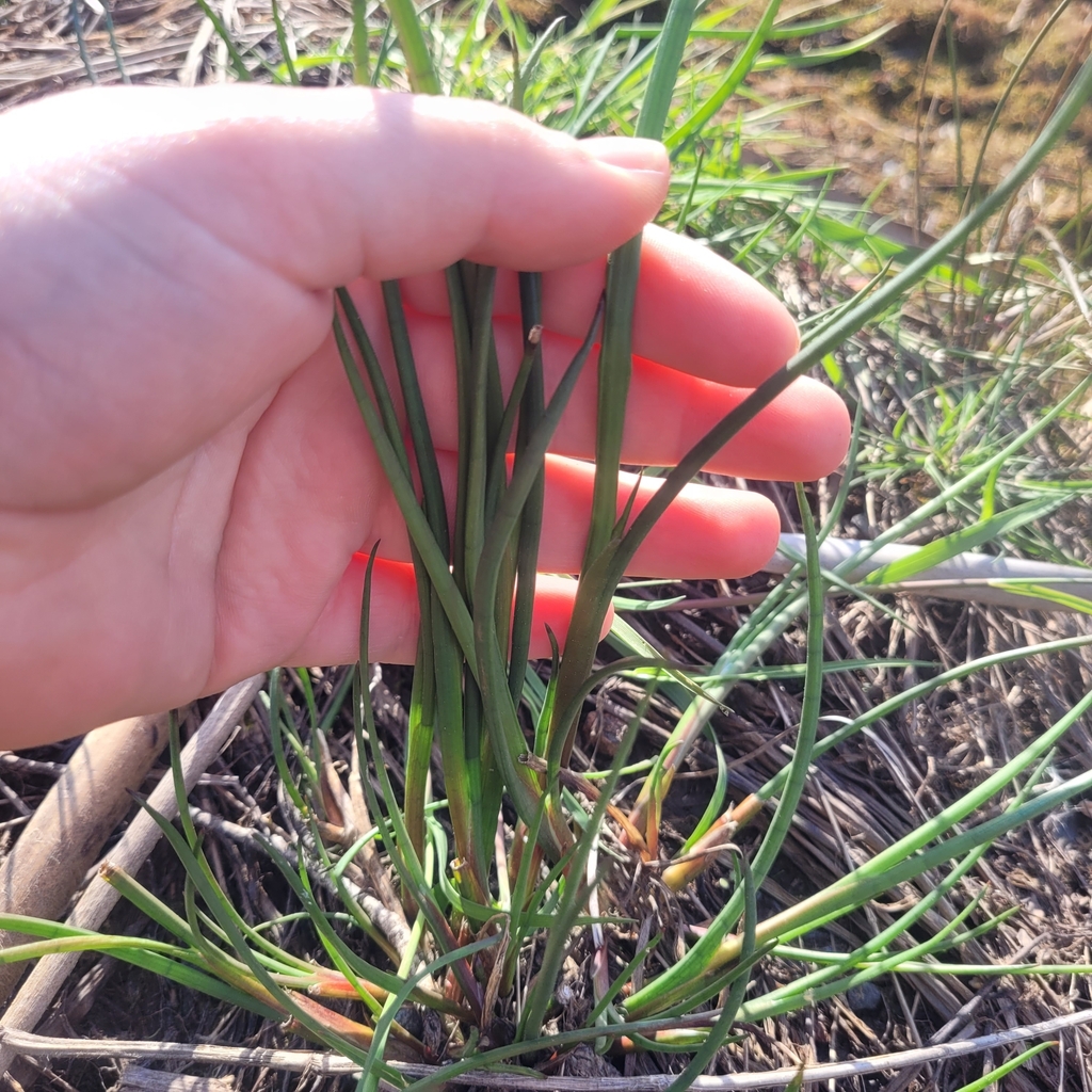 Jointed rush from Tokaanu, New Zealand on September 19, 2023 at 04:09 ...