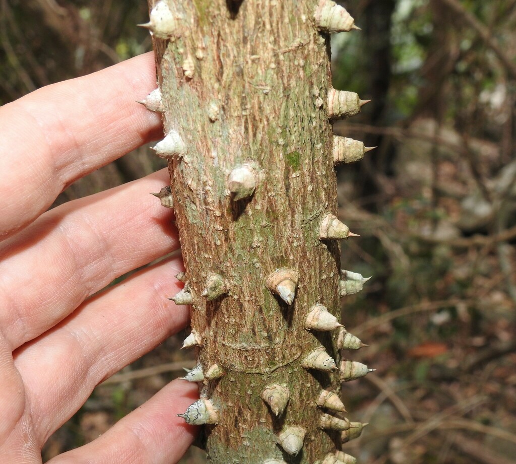 Satin Tree from Bauple QLD 4650, Australia on September 19, 2023 at 02: ...