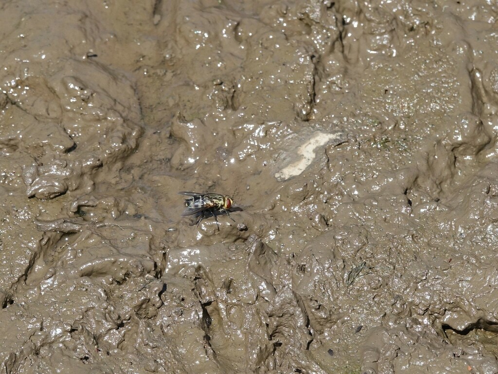 Bot Flies, Blow Flies, and Allies from Dam at point #17, Cudmore NP ...