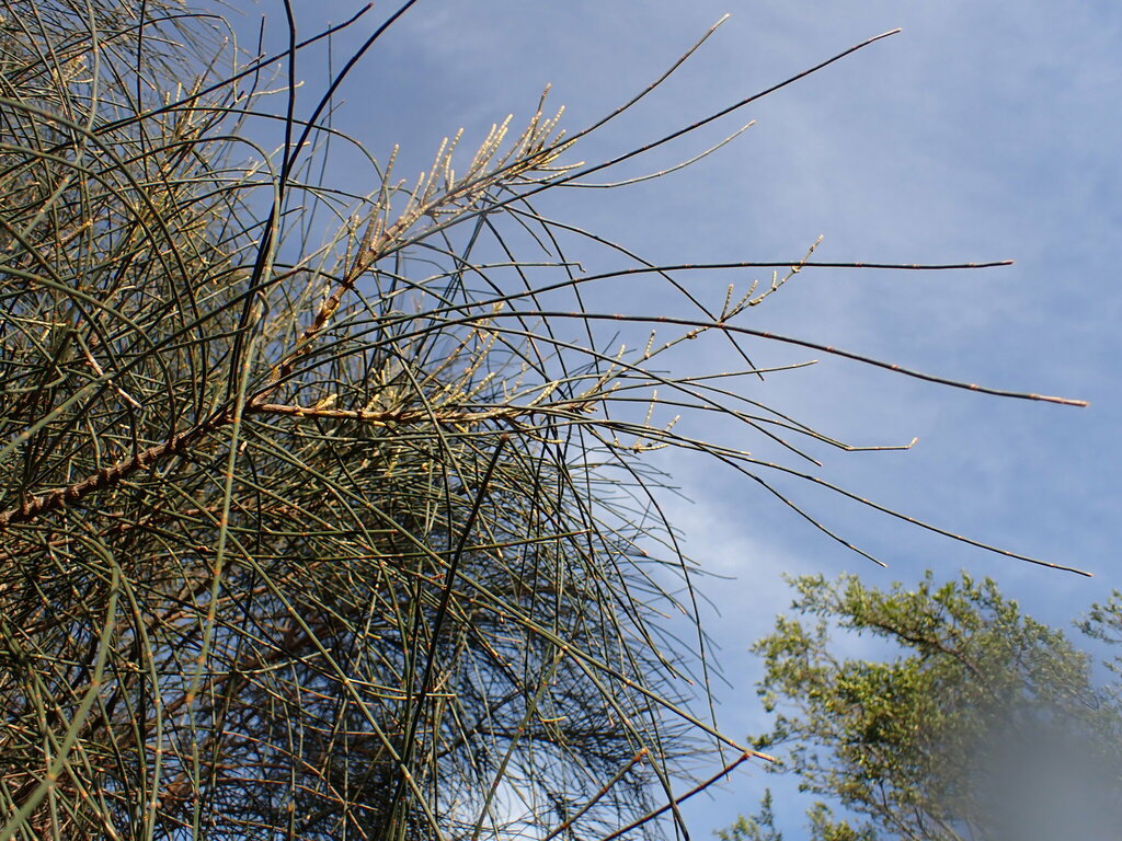 Drooping She-oak from Hobart TAS, Australia on September 19, 2023 at 03 ...