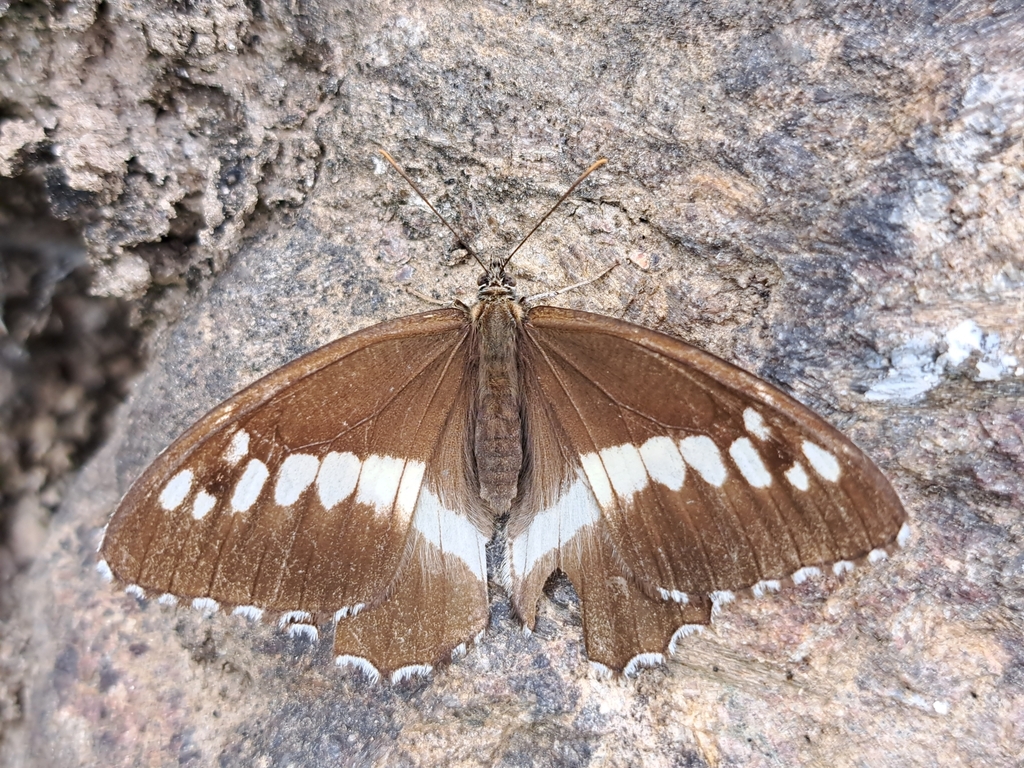 striated satyr from Dopshari Gewog office on September 19, 2023 at 03: ...
