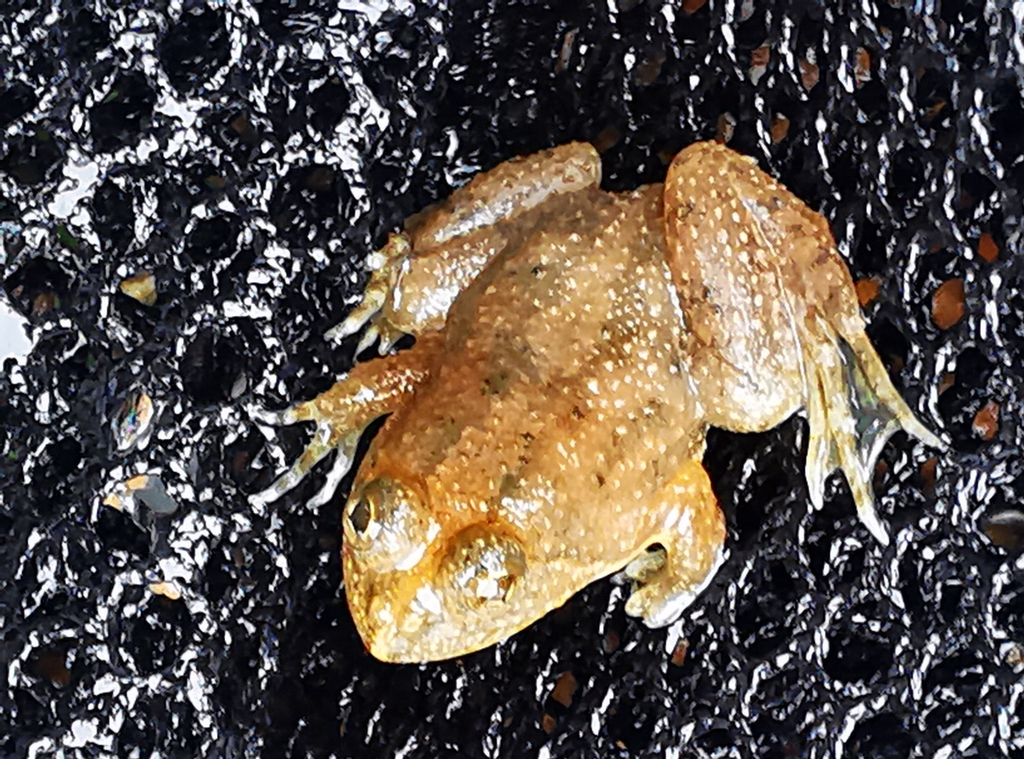 Green Puddle Frog from FVCX+VFP, Sila, Amphoe Mueang Khon Kaen, Khon ...