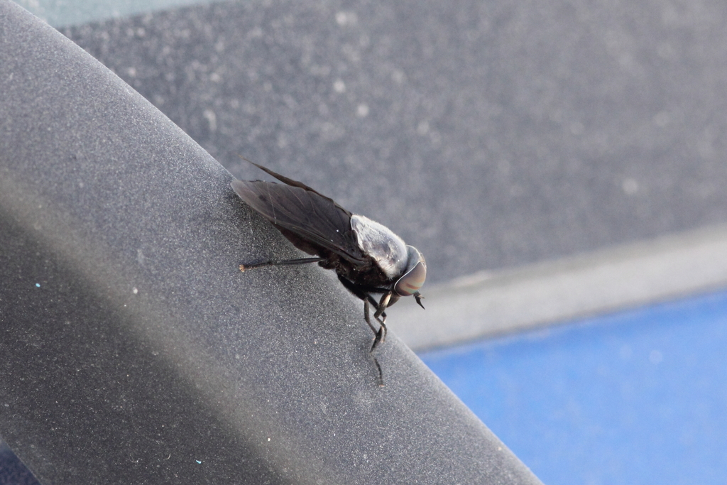 Western Horse Fly (TSA) · iNaturalist