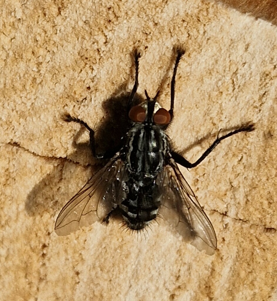 Bot Flies, Blow Flies, and Allies from Powiat milicki, Polska on ...