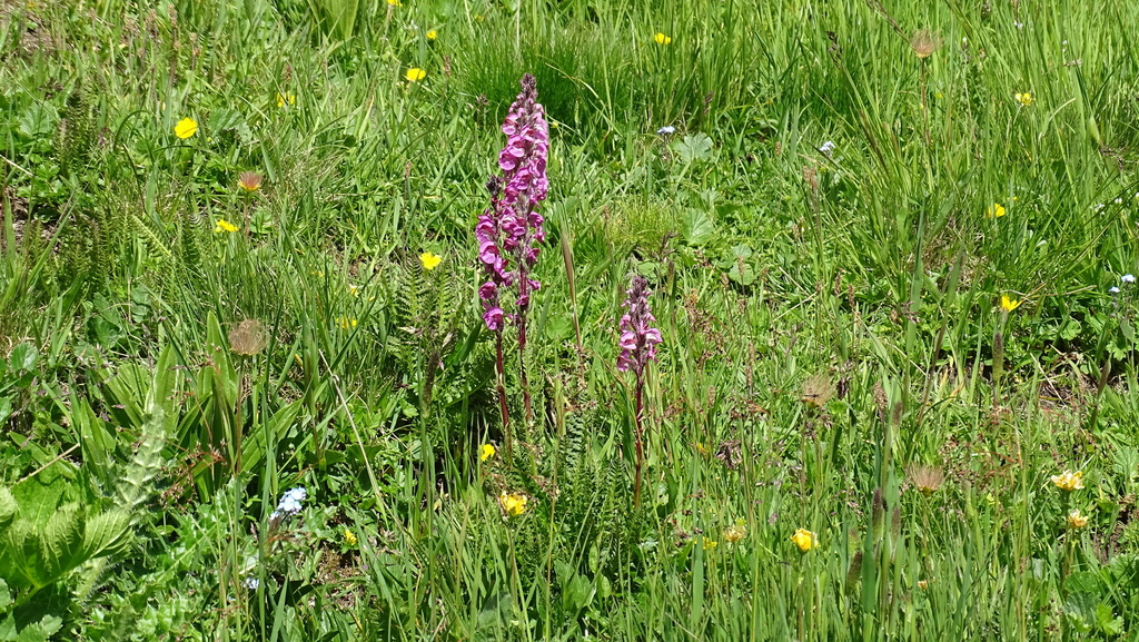 Flesh-pink Lousewort from 73450 Valloire, France on July 7, 2023 at 10: ...