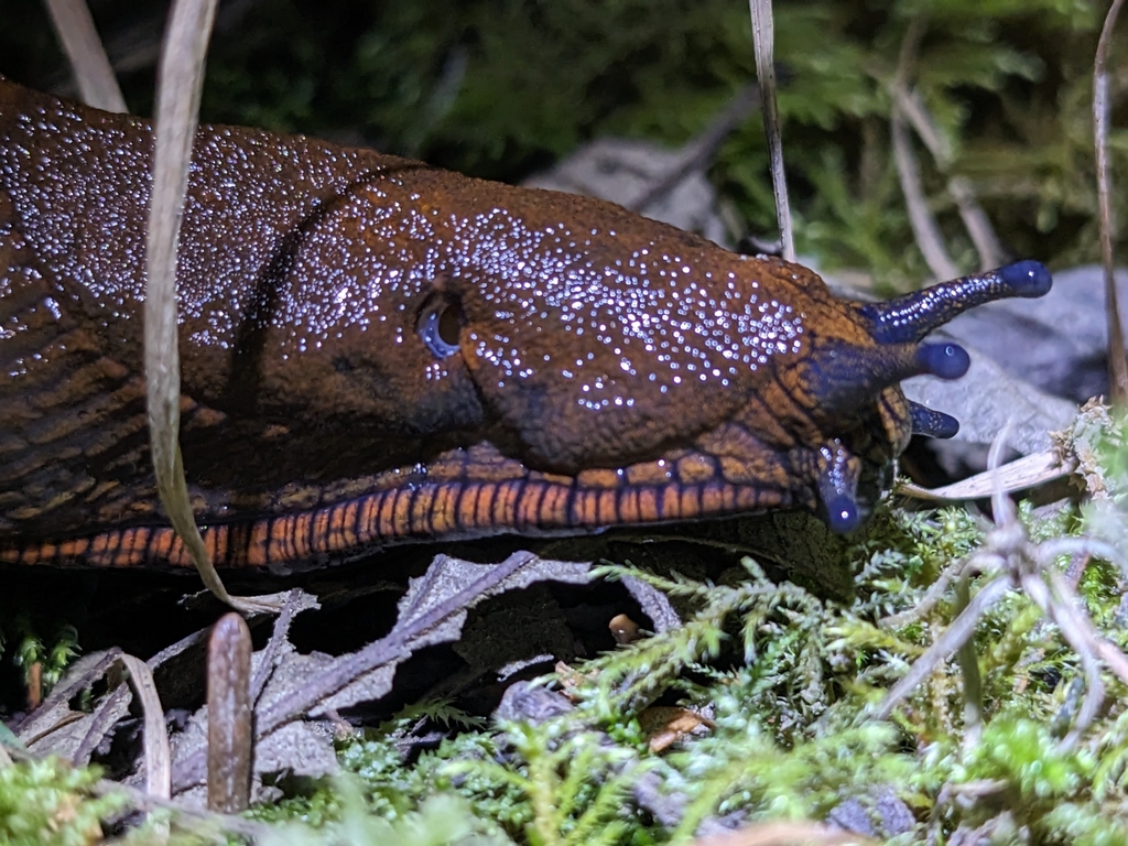 ater-group Arion Slugs from Lincoln City, OR, USA on September 19, 2023 ...