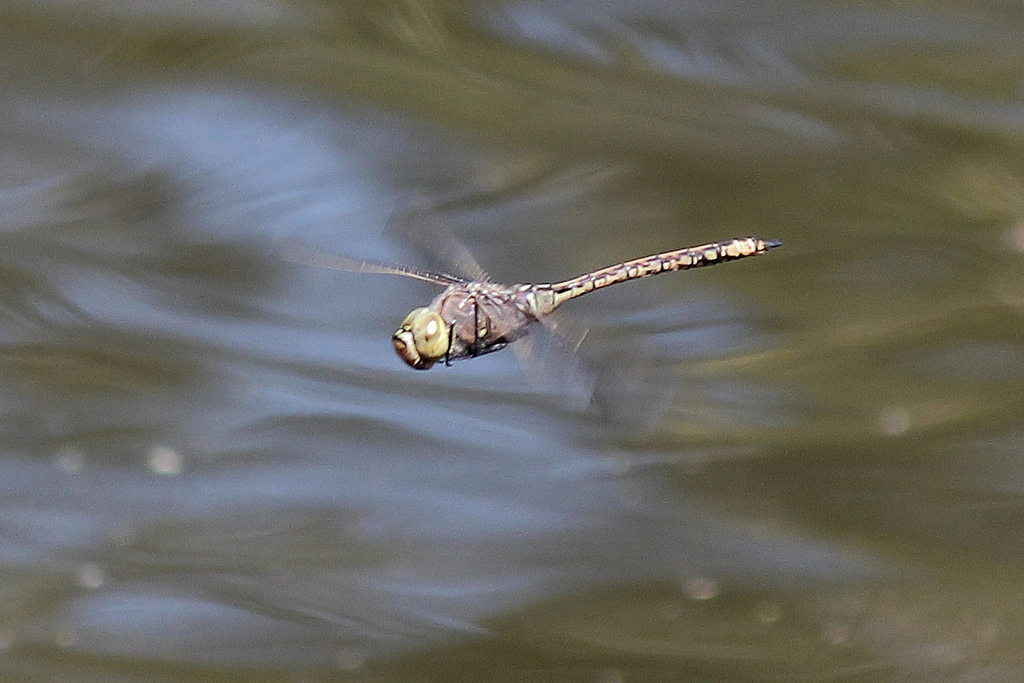 Australian Emperor from Thomas Macleod Park, Sinnamon Park QLD 4073 ...